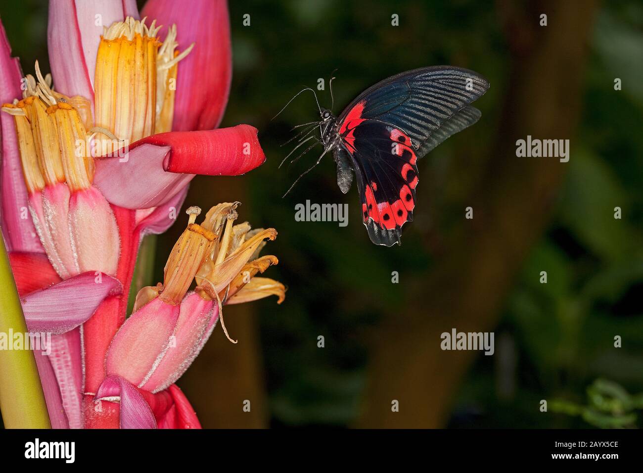 Scarlet Mormon Butterfly, papilio rumanzovia, Adult Gathering on Flower ...