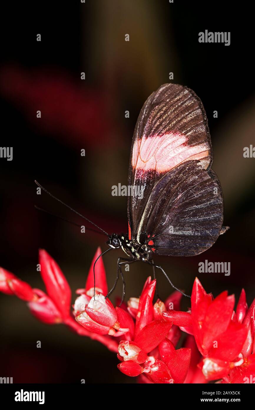Postman butterfly heliconius melpomene hi-res stock photography and ...