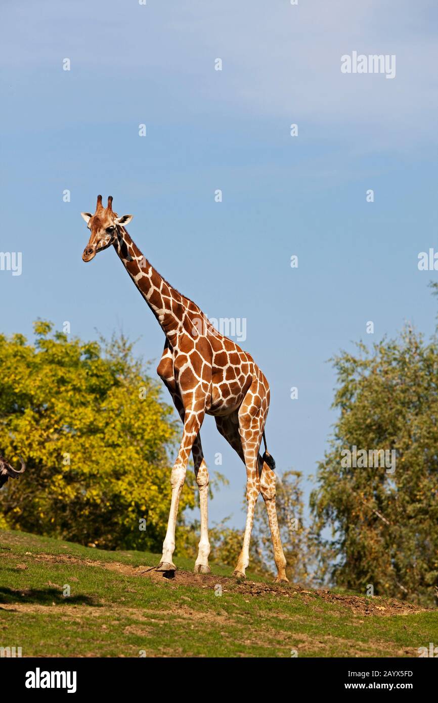 Reticulated Giraffe, giraffa camelopardalis reticulata, Samburu Park in ...