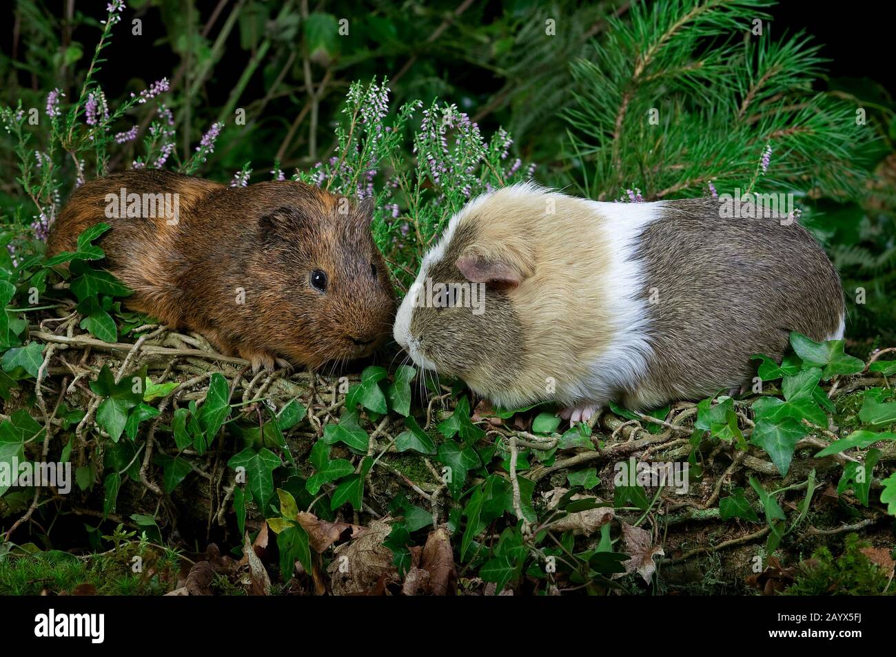 Guinea Pig, cavia porcellus Stock Photo - Alamy
