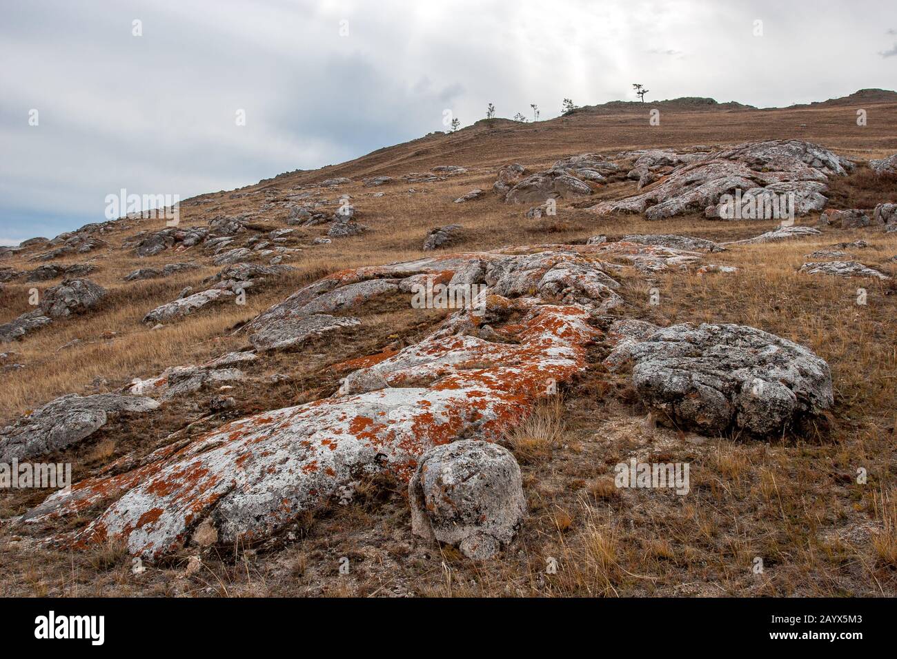 Slope with stones covered with red moss. Large stones stick out of the ...