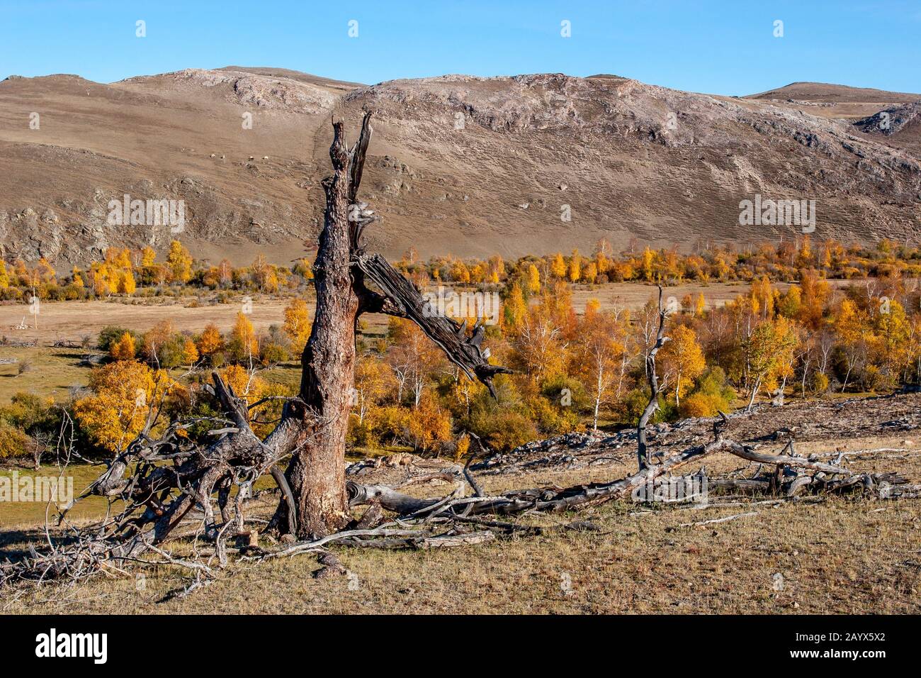 Exploded tree hi-res stock photography and images - Alamy