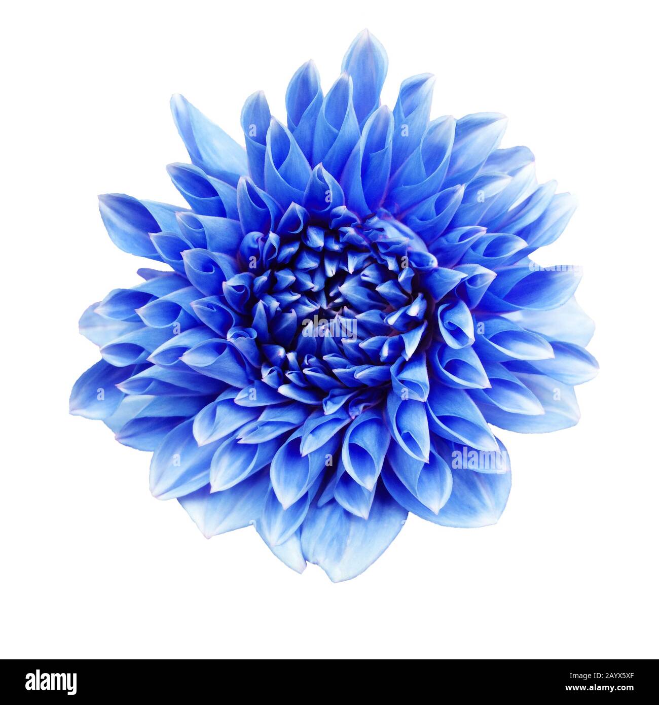 Blue Dahlia Flower