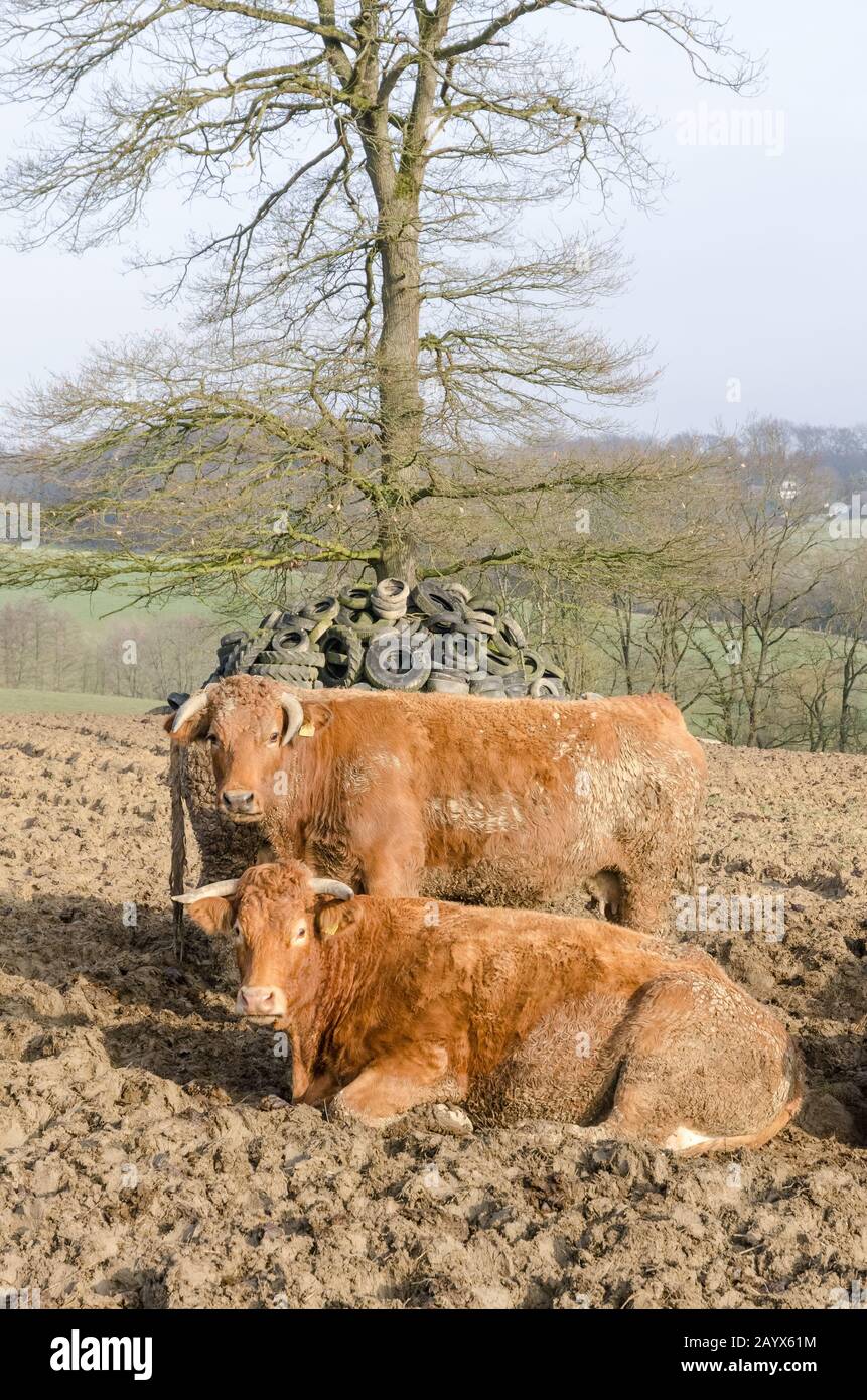 Bos Taurus, limousin cattle livestock on a muddy pasture in the ...