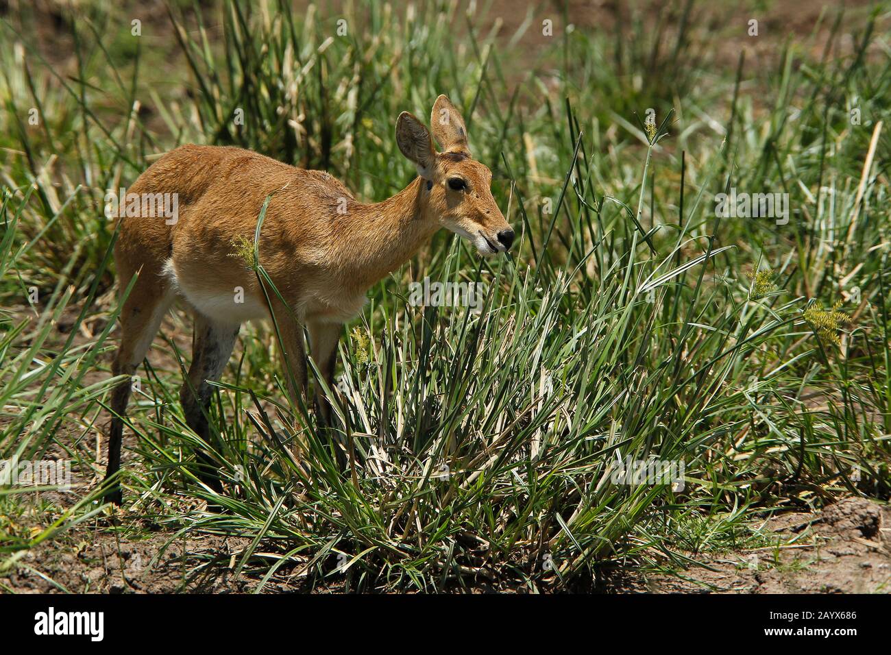 Southern or Common Reedbuck, redunca arundinum, Female standing in ...