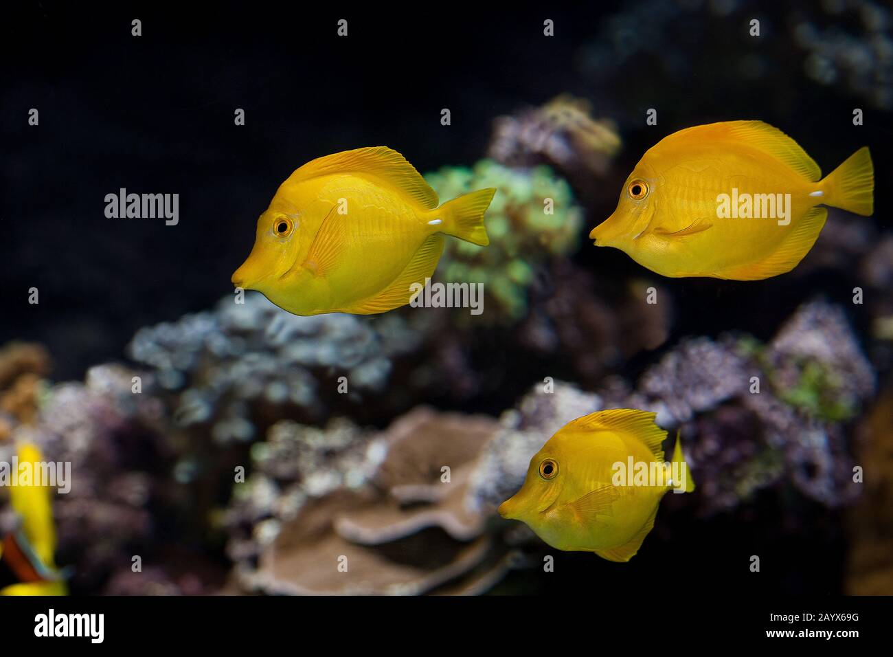 Yellow Tang Fish, zebrasoma flavescens Stock Photo - Alamy
