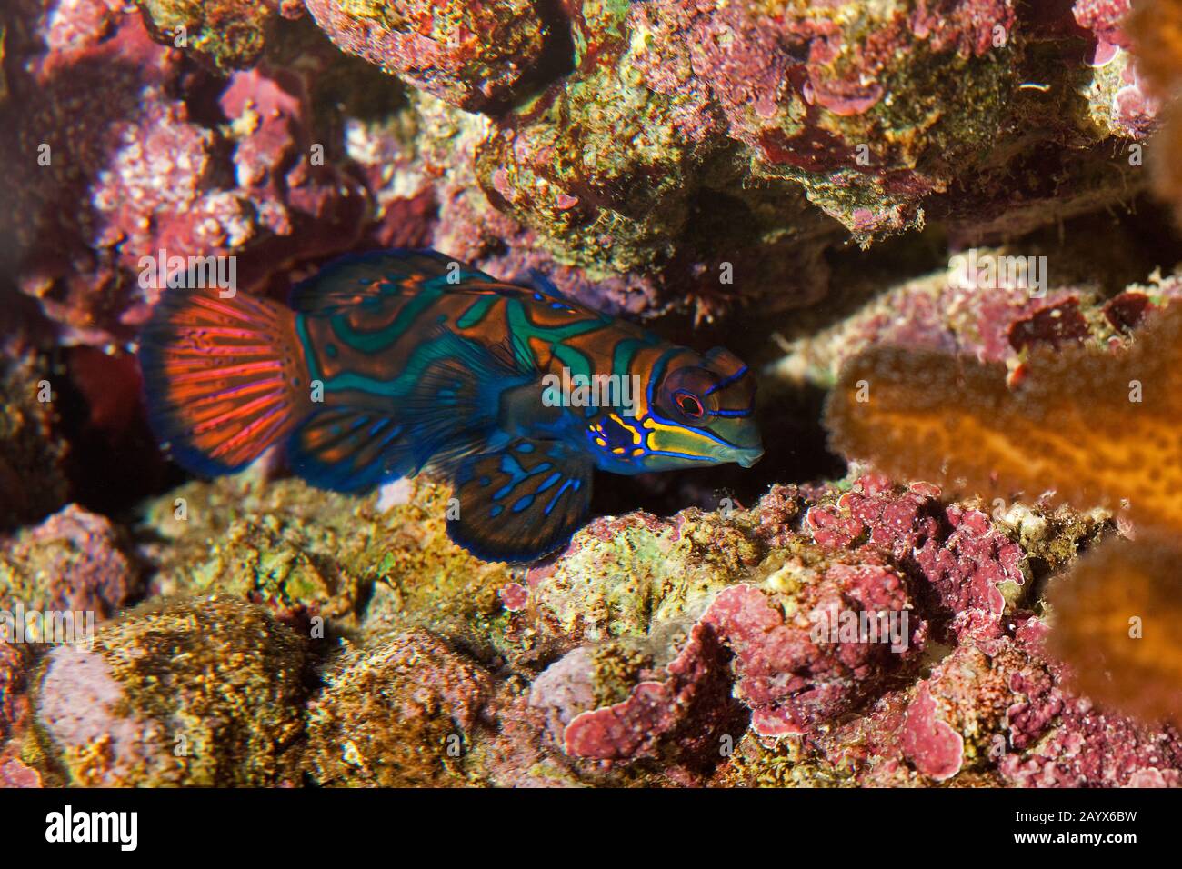 Synchiropus splendidus hi-res stock photography and images - Alamy