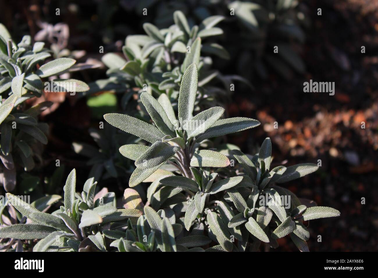The picture shows healthy sage in the garden in the summer Stock Photo ...