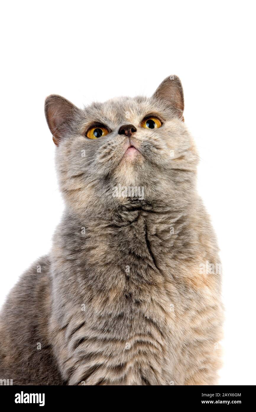Blue Cream British Shorthair Domestic Cat, Portrait of Female against ...