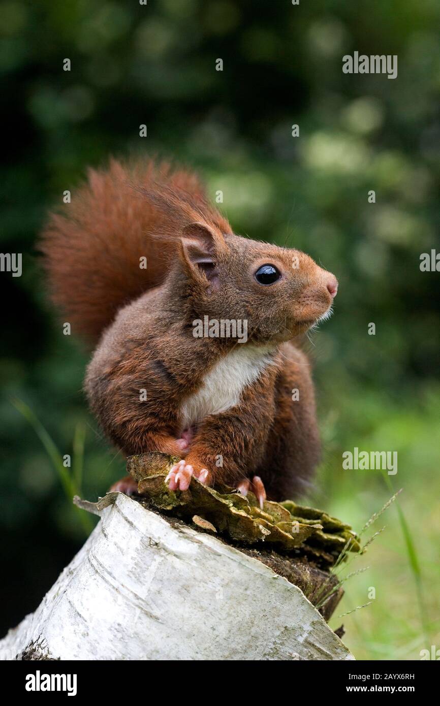 Red Squirrel, sciurus vulgaris, Adult standing on Stump Stock Photo - Alamy