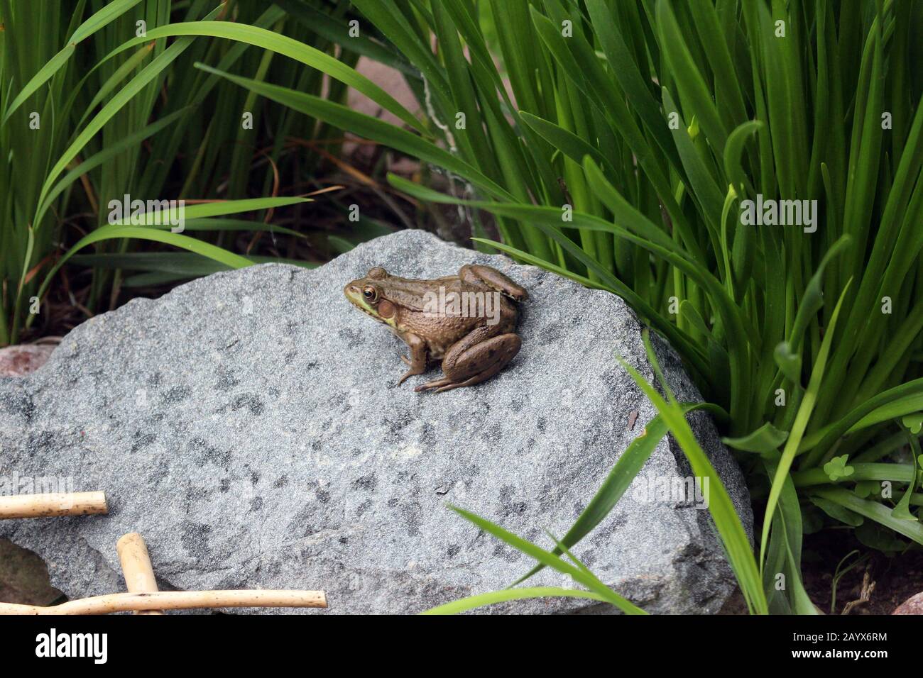 Close up of an American Bullfrog sitting on a granite stone surrounded ...