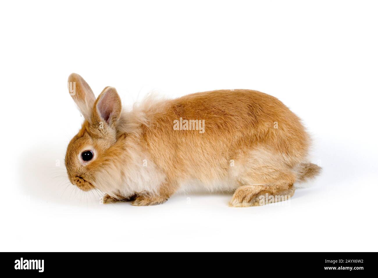 Red Dwarf Domestic Rabbit against White Background Stock Photo - Alamy