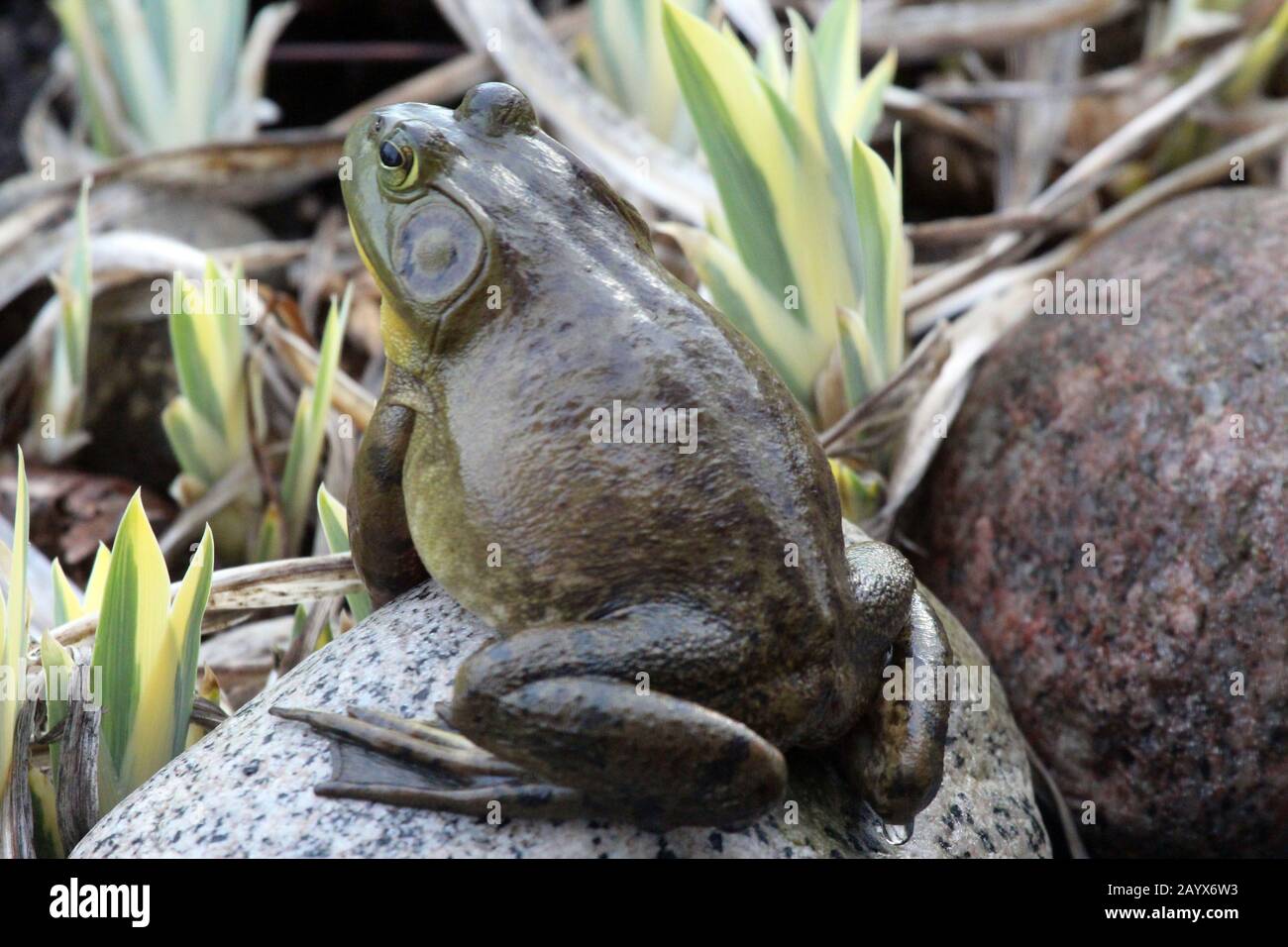 A large female American Bullfrog sitting on a rock amidst iris leaves ...