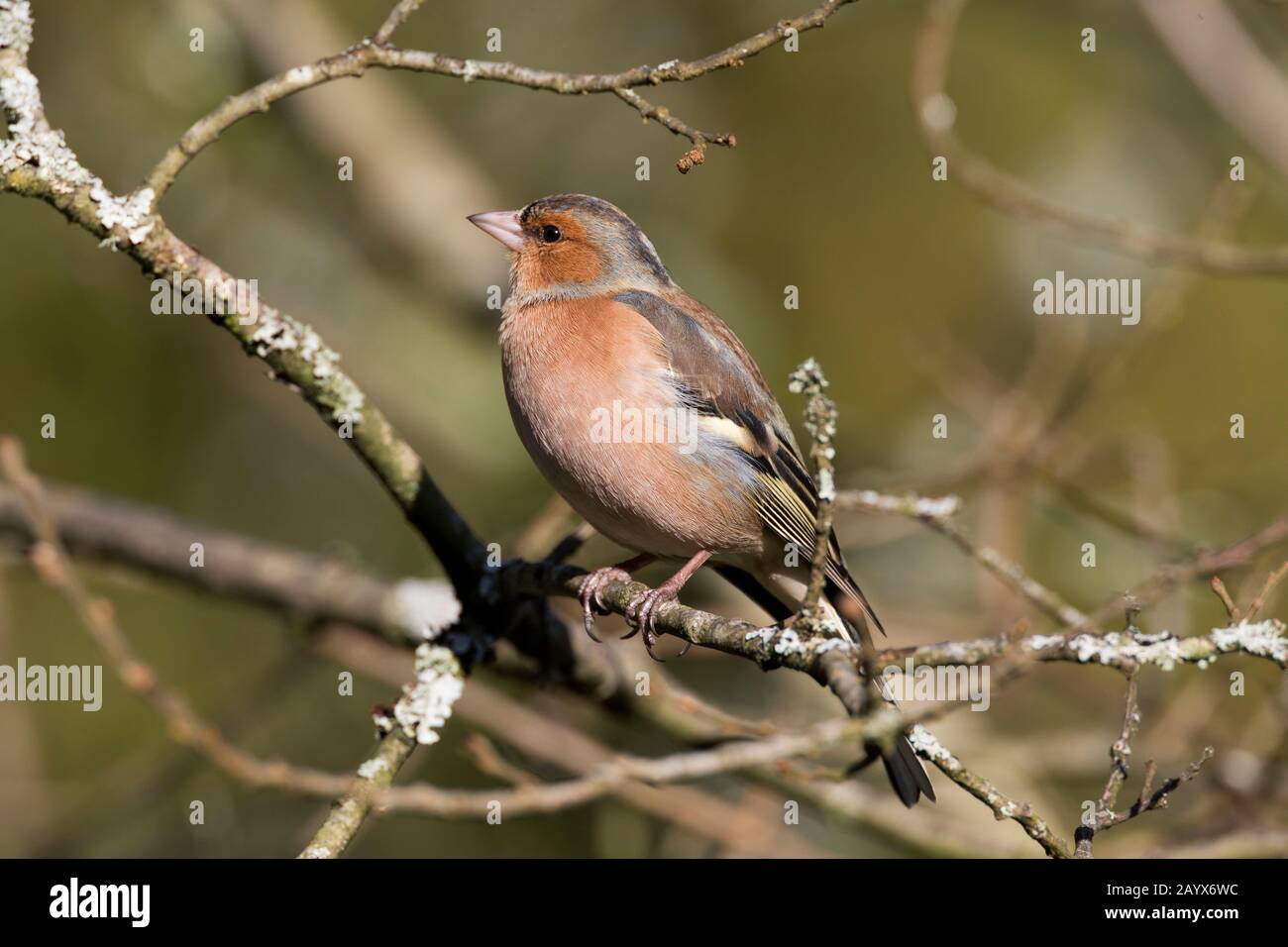 European chaffinch hi-res stock photography and images - Alamy