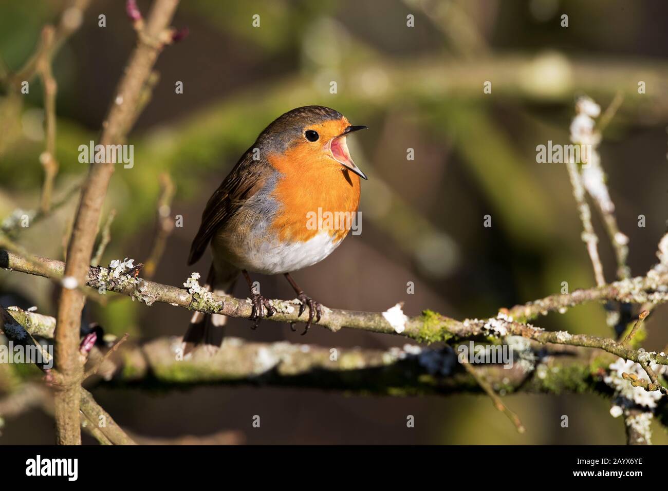 Robin singing in winter hi-res stock photography and images - Alamy