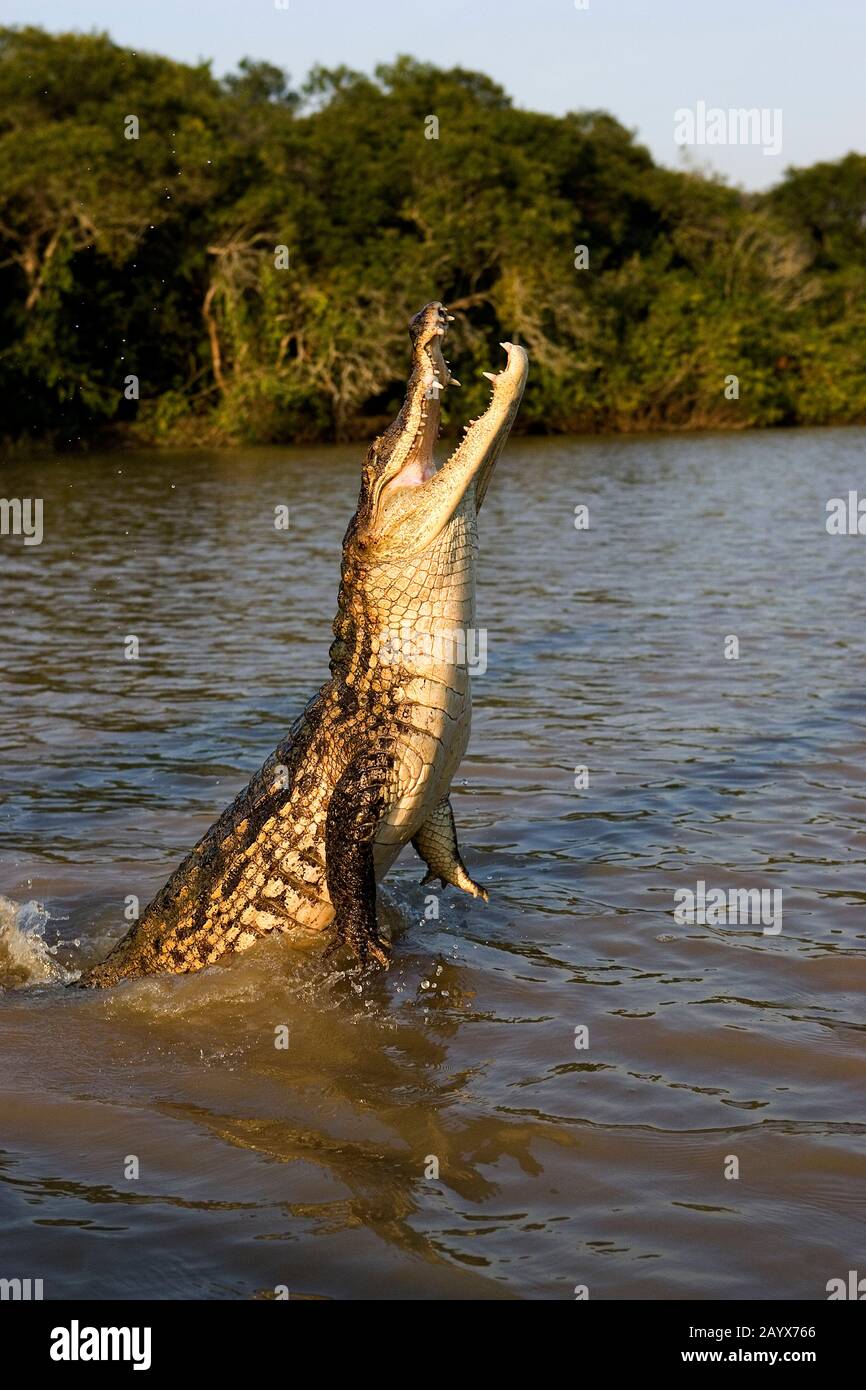 Spectacled Caiman, caiman crocodilus, Adult Jumping, Los Lianos in ...