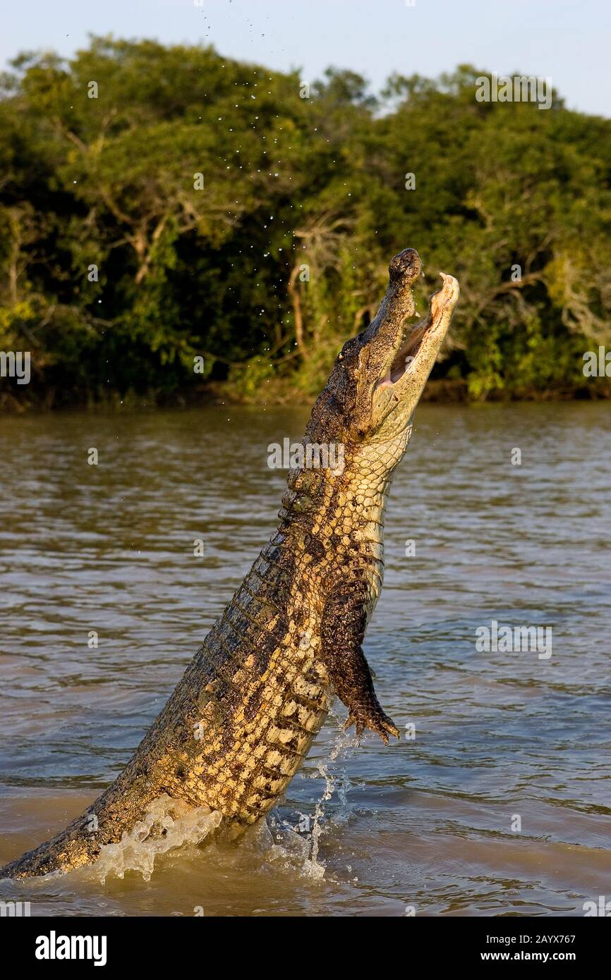 Spectacled Caiman, caiman crocodilus, Adult Jumping, Los Lianos in ...