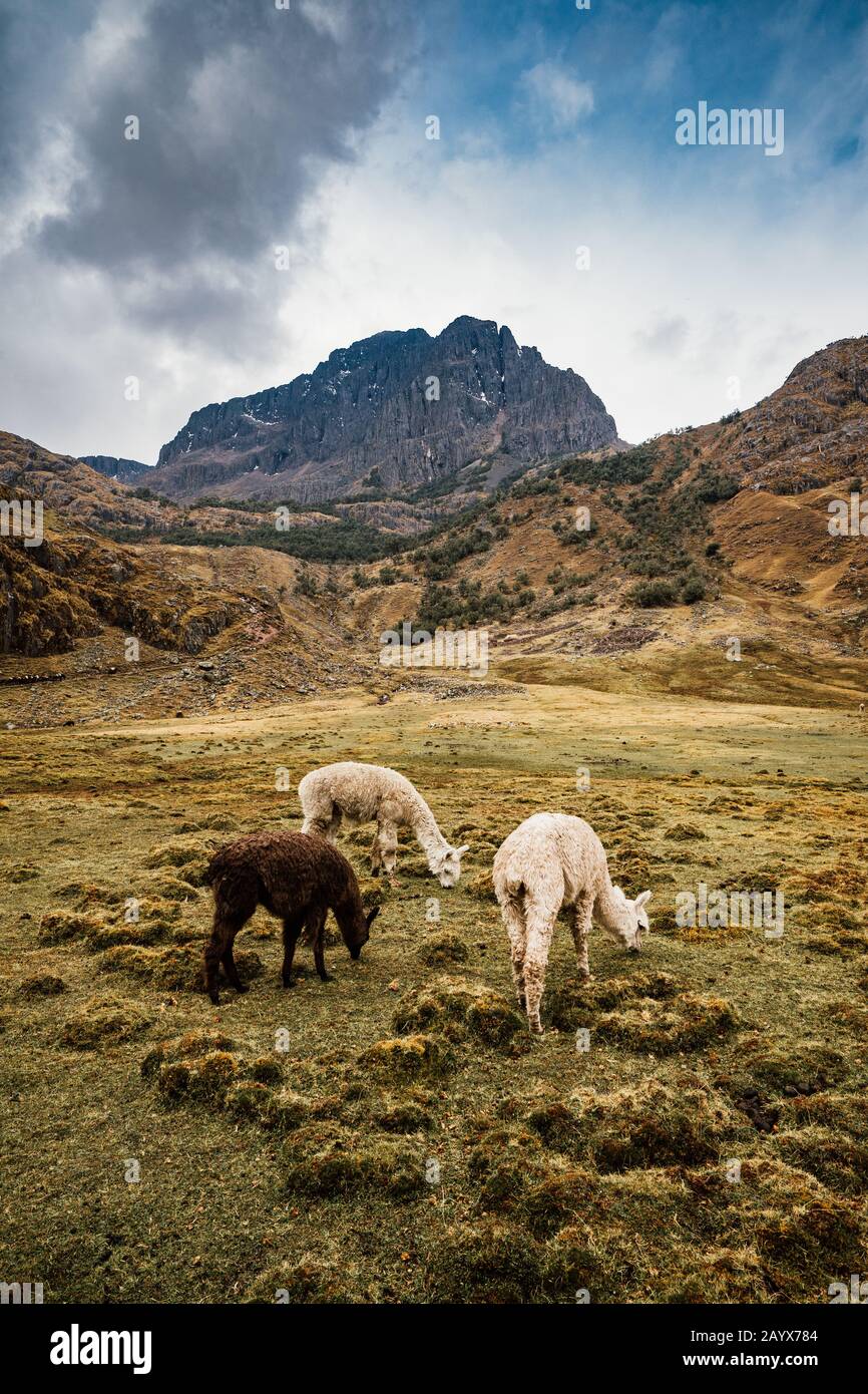 Andes trail, Peru Stock Photo - Alamy