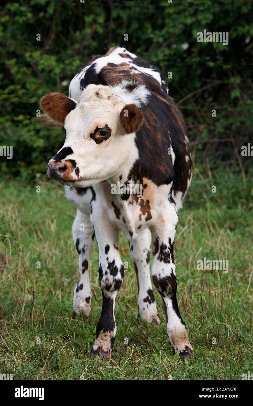 Normandy Calf, Domestic Cattle Stock Photo - Alamy