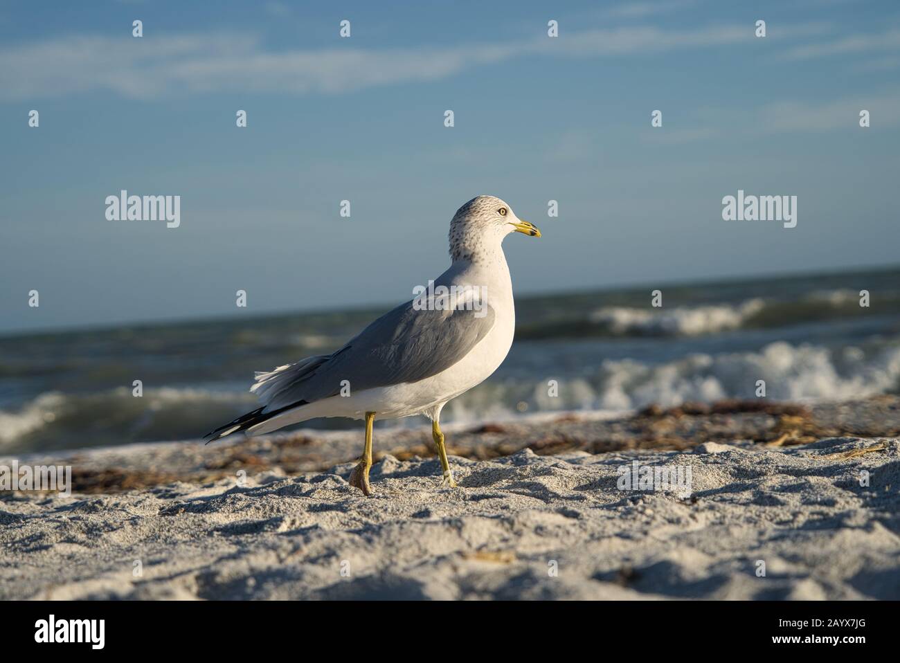 Close up bird florida hi-res stock photography and images - Alamy