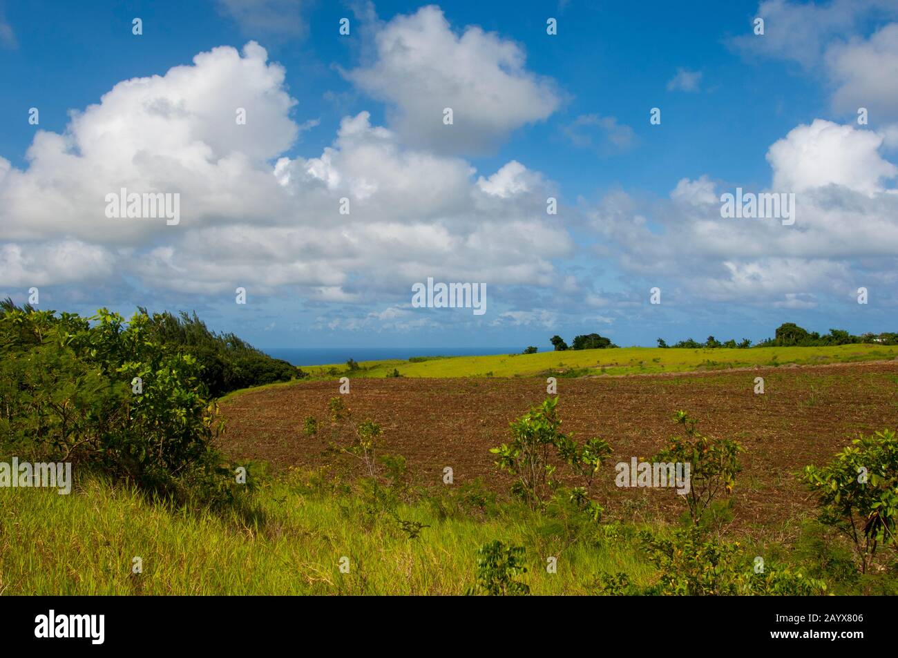 View of farmland from Cherry Tree Hill in the interior of Barbados, an ...