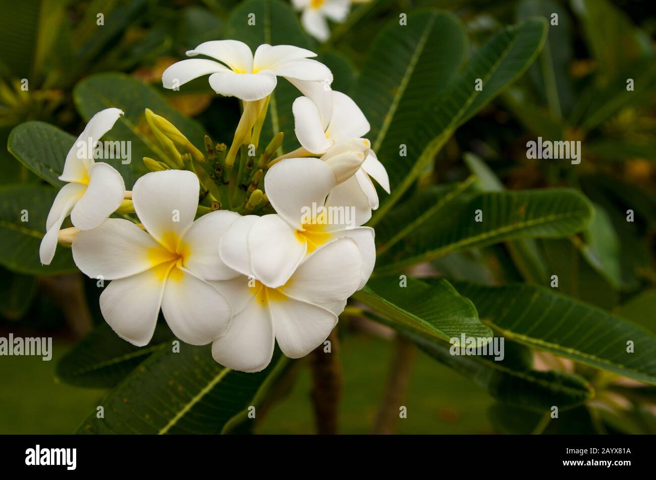 Frangipani flowers barbados flower hi-res stock photography and images ...