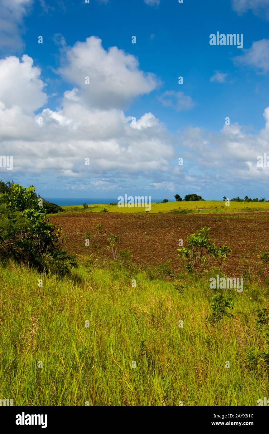 View of farmland from Cherry Tree Hill in the interior of Barbados, an ...