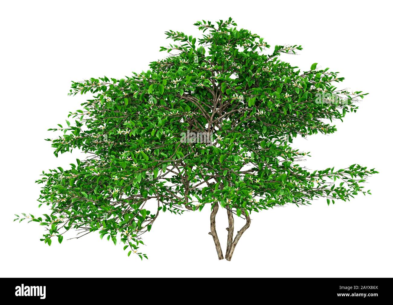 3D rendering of a blooming lemon tree isolated on white background ...