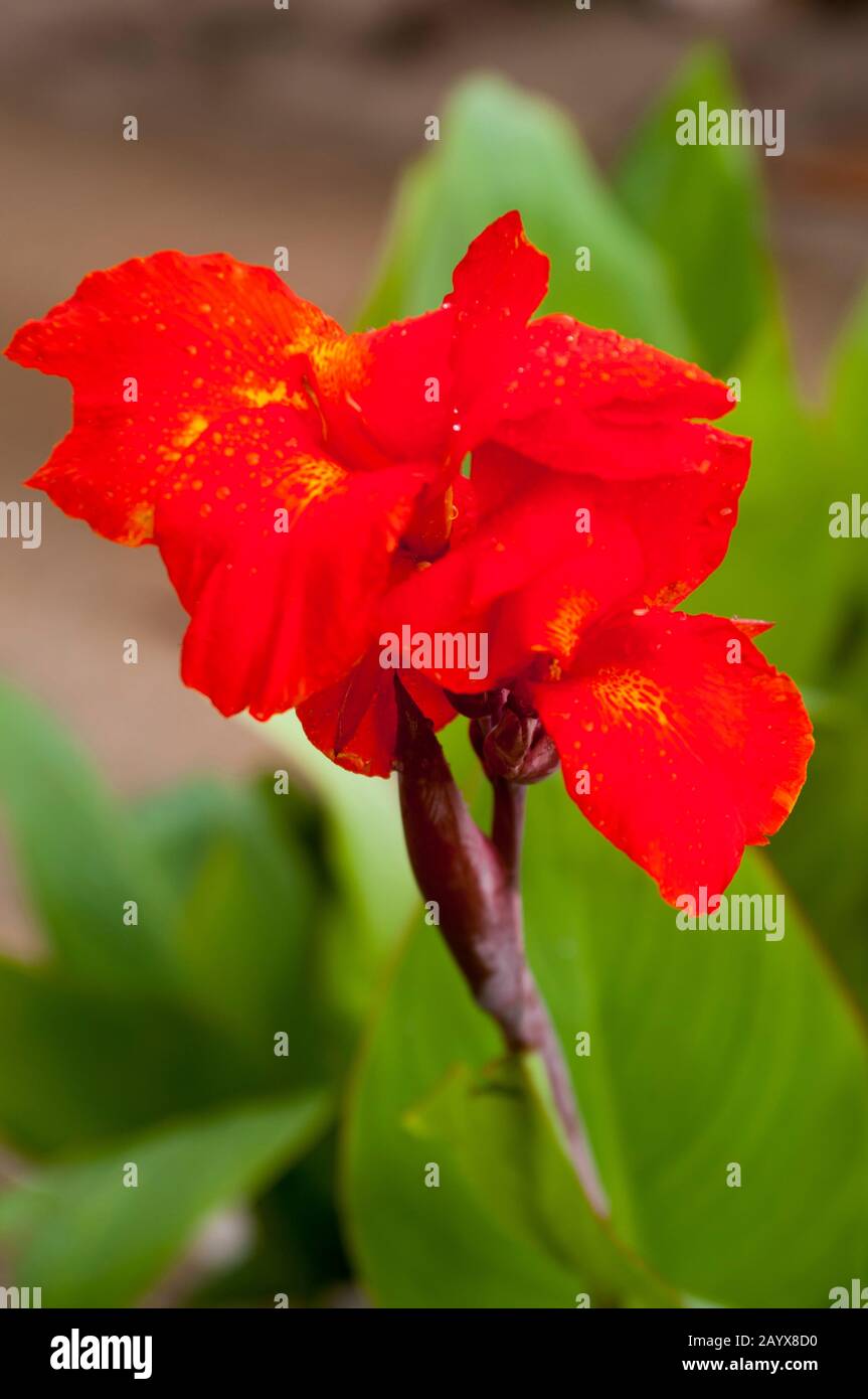 Red Canna lily flower in Port Elizabeth, Bequia, an island in the ...