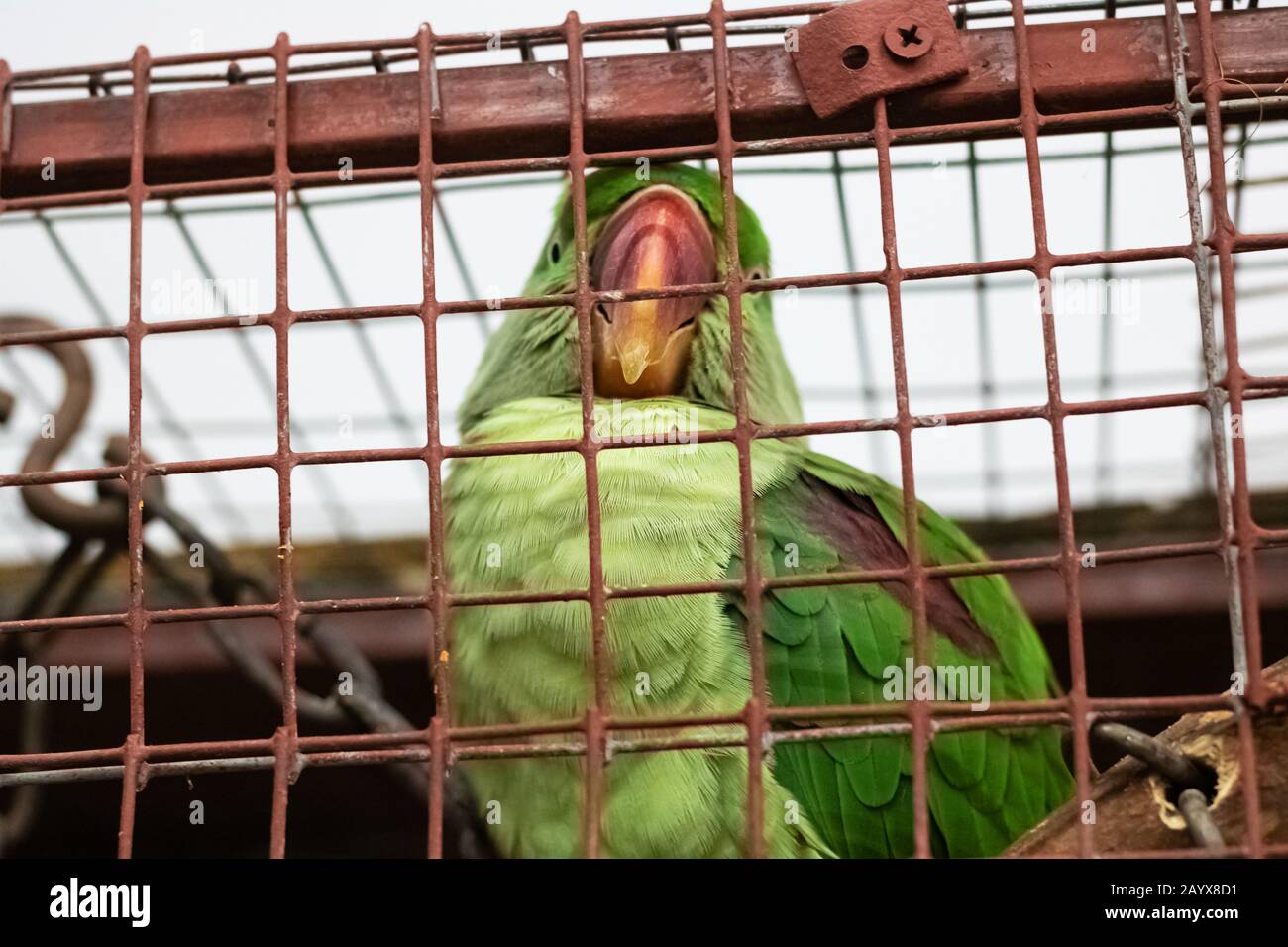 Green parrot on a cell grate closeup Stock Photo - Alamy