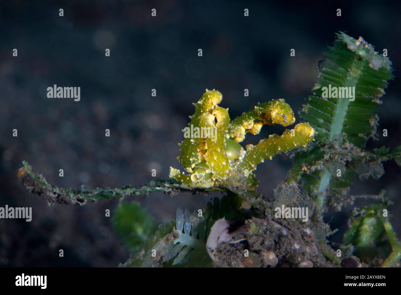 Small sea snails White-Spotted Lobiger. Underwater macro photography ...