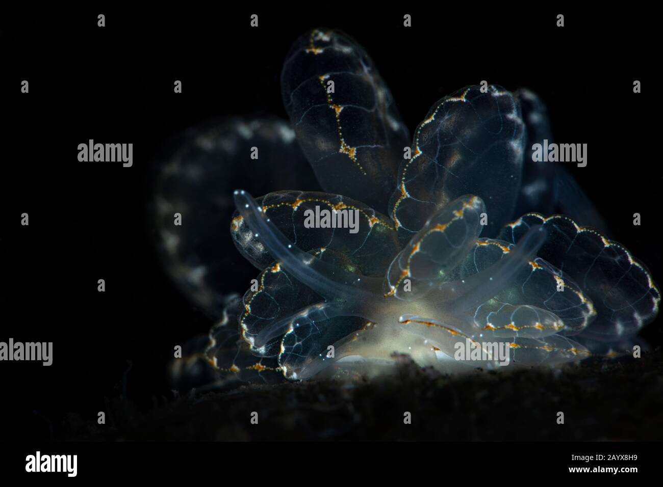 Butterfly Slug (Cyerce sp.). Underwater macro photography from Tulamben ...