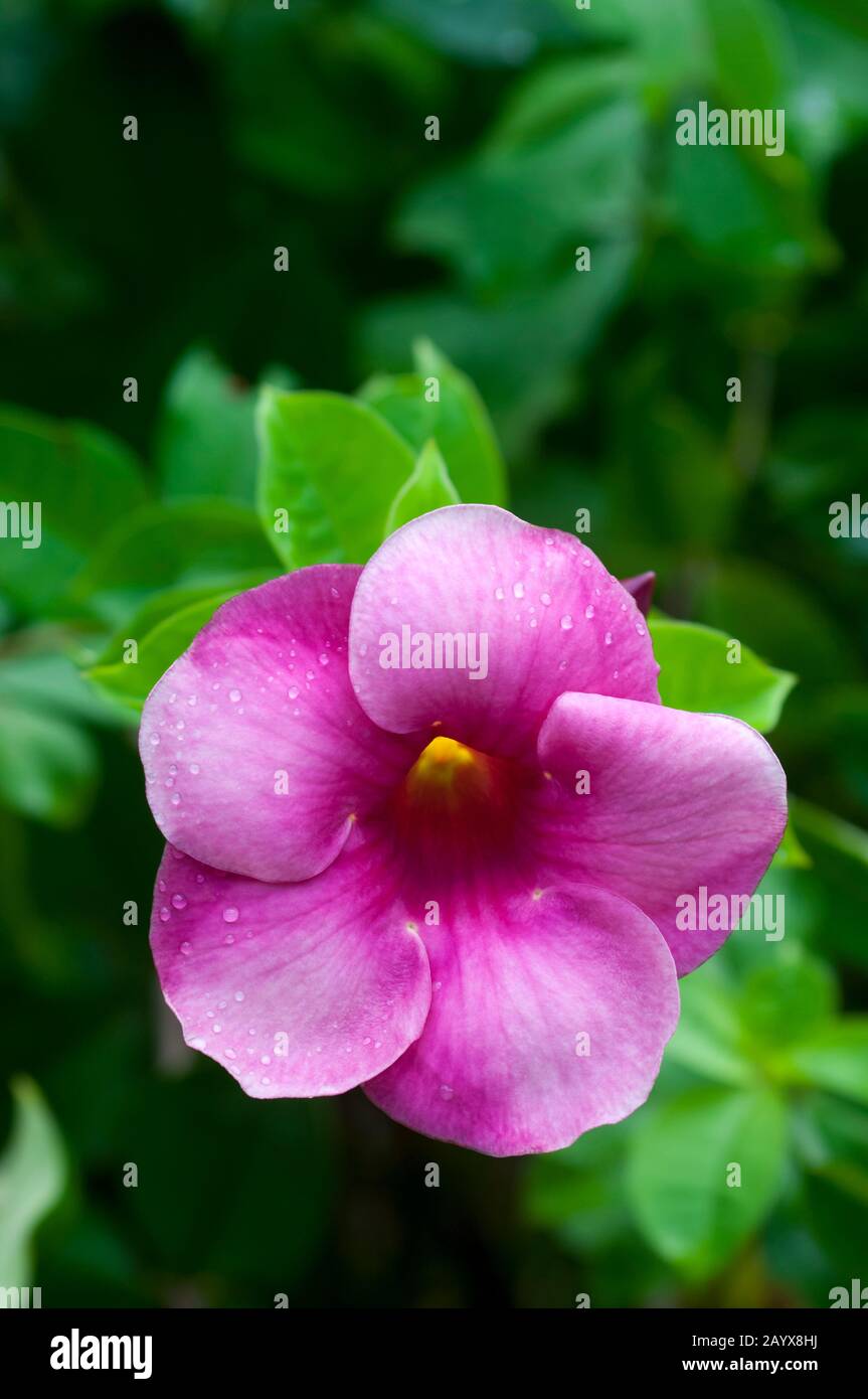 A purple Alamanda flower at the botanical garden of Roseau the capital ...