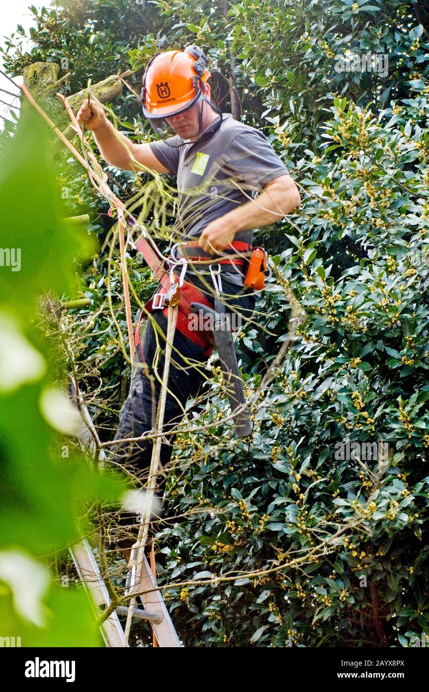 Climb a tree rope ladder hi-res stock photography and images - Alamy