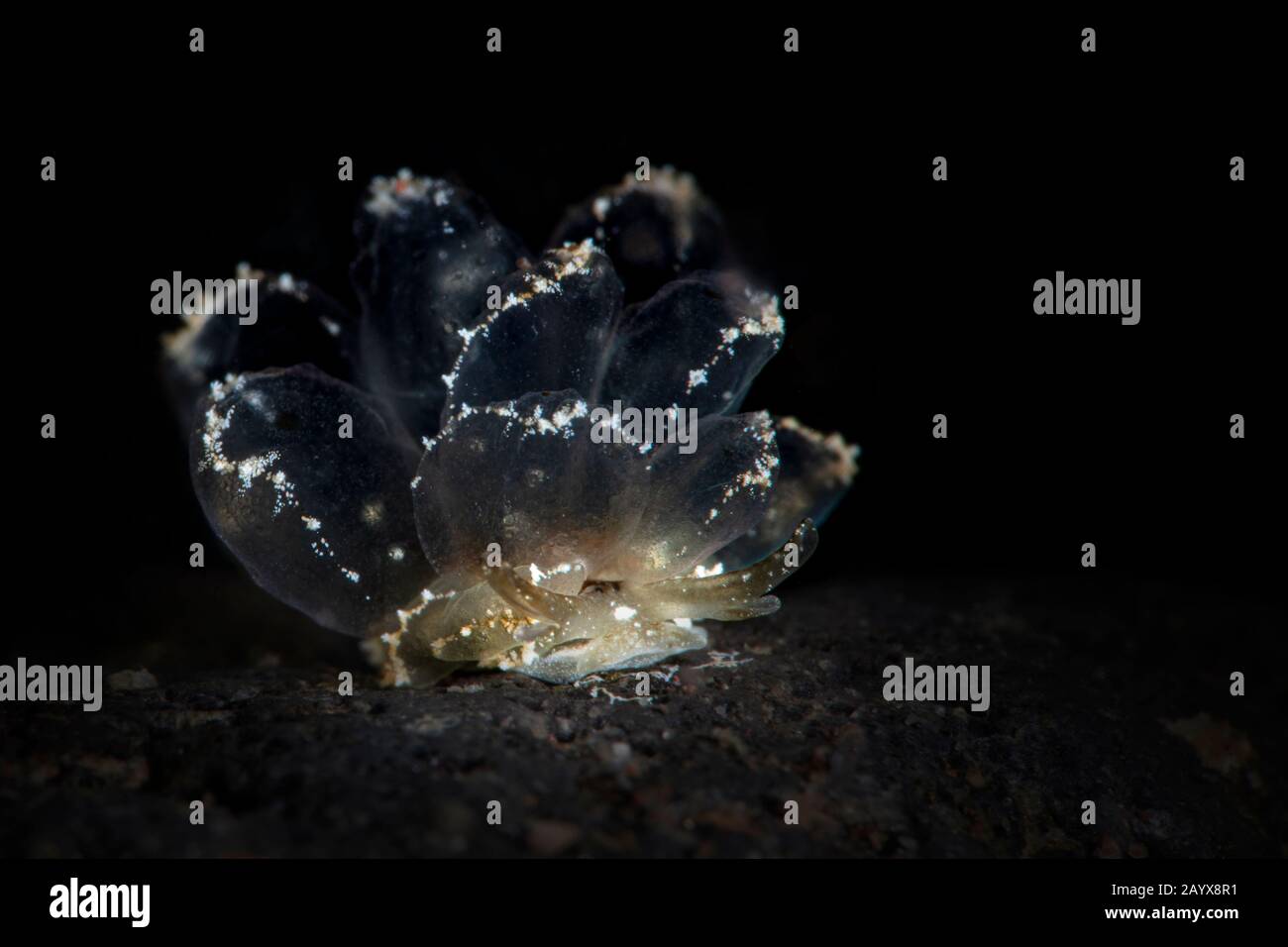 Butterfly Slug (Cyerce sp.). Underwater macro photography from Tulamben ...