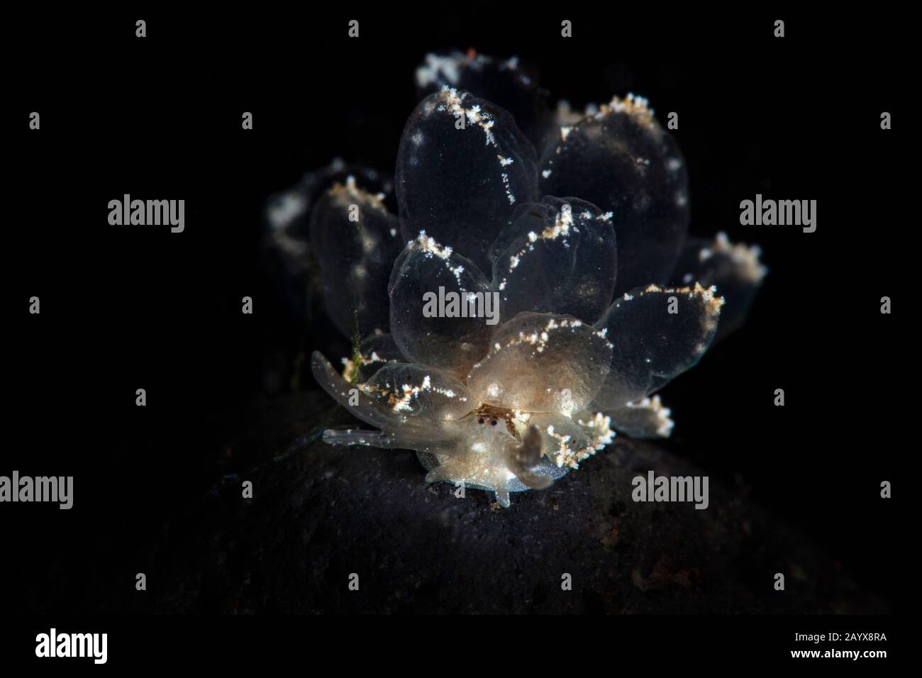 Butterfly nudibranch hi-res stock photography and images - Alamy