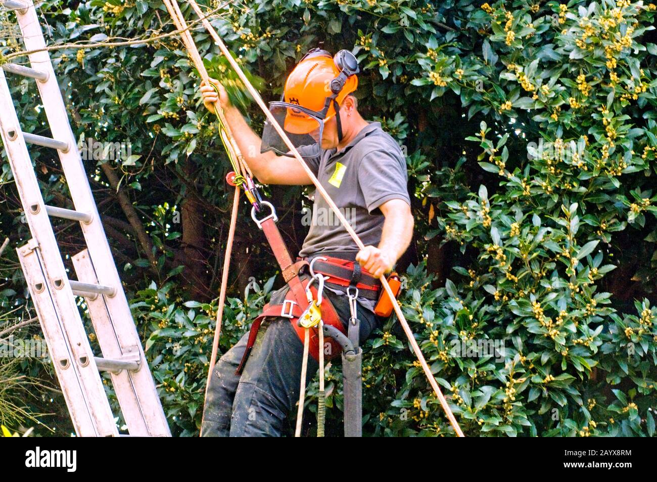 Tree surgeon felling a dead tree suing a rope and harness Stock Photo ...