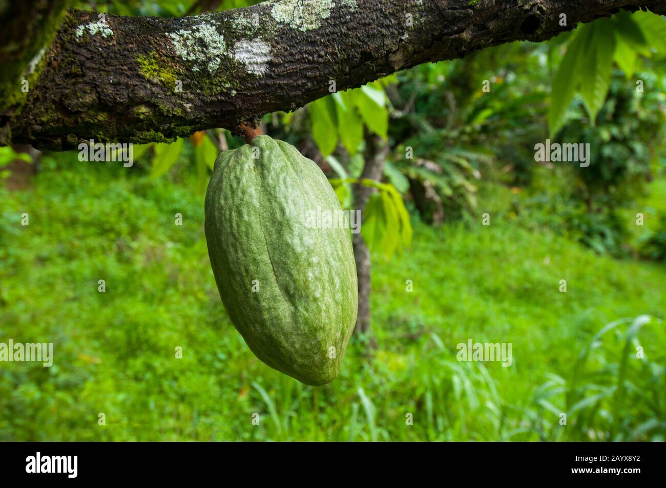 Cacao seed pod on a tree in a cacao plantation near the fishing village ...