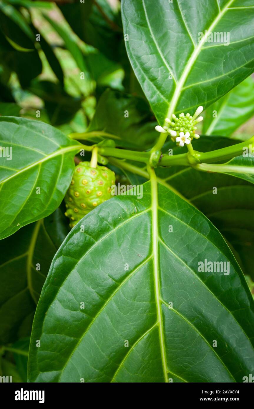Fruits and flowers on a Noni (Morinda citrifolia) tree near the fishing ...