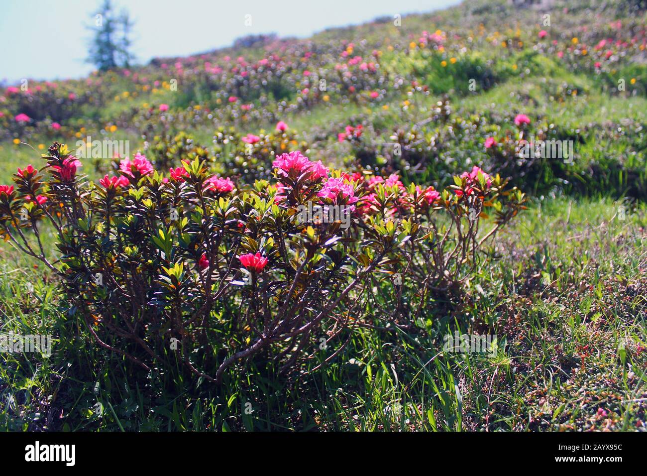 Azaleas blue forest hi-res stock photography and images - Alamy