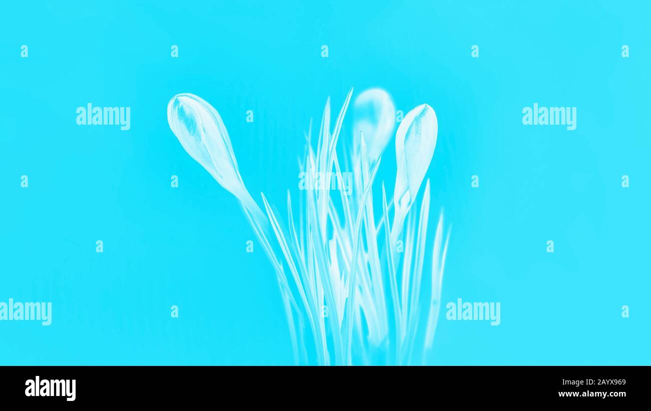 Spring white flowers crocuses on the aqua aquamarine color background ...
