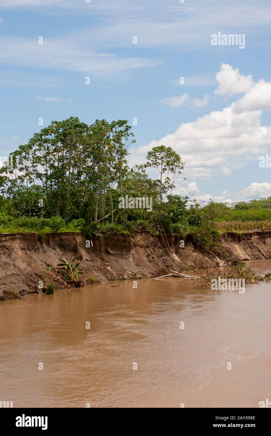 River bank of the Amazon River in the Peruvian Amazon River basin near ...