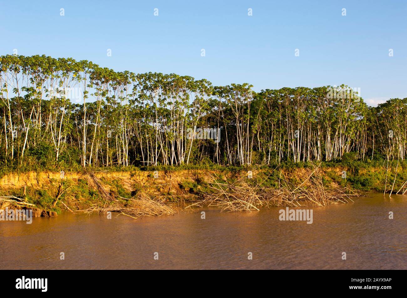 River bank of the Amazon River in the Peruvian Amazon River basin near ...