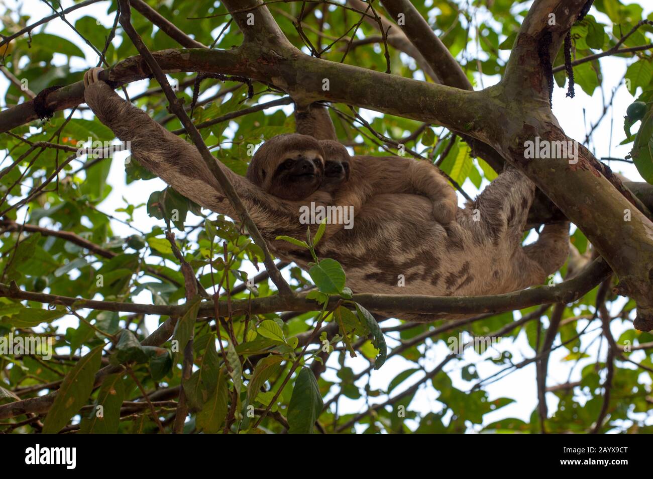 Sloth peru in tree hi-res stock photography and images - Alamy