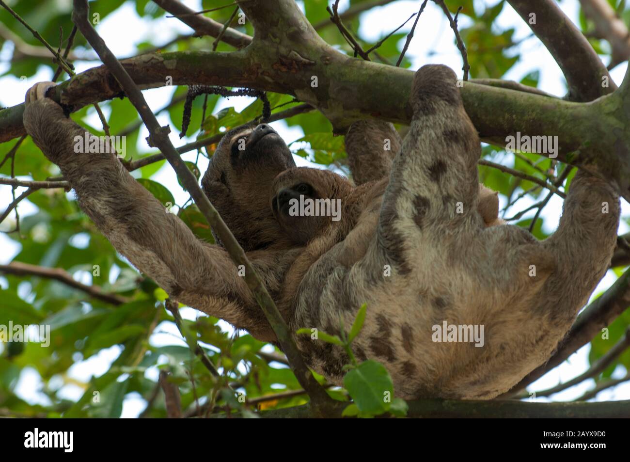 Peru amazon rainforest sloth hi-res stock photography and images - Alamy