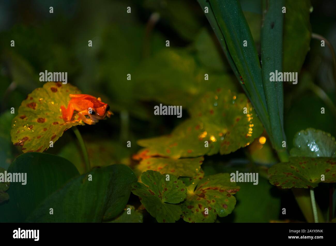 Common polka dot treefrog hi-res stock photography and images - Alamy