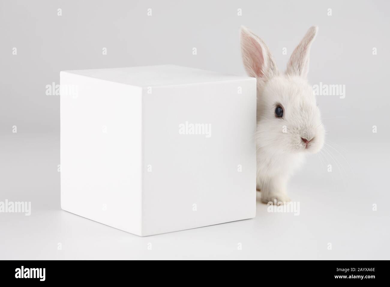 Baby rabbit with white cube Stock Photo - Alamy