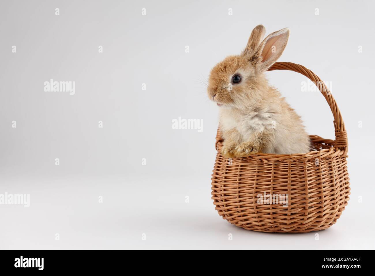 Easter bunny rabbit in basket on gray background Stock Photo - Alamy