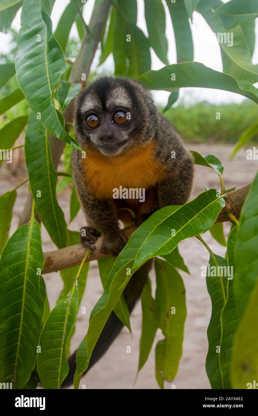 Portrait of a Night owl monkey along the Maranon River in the Peruvian Amazon River basin near ...
