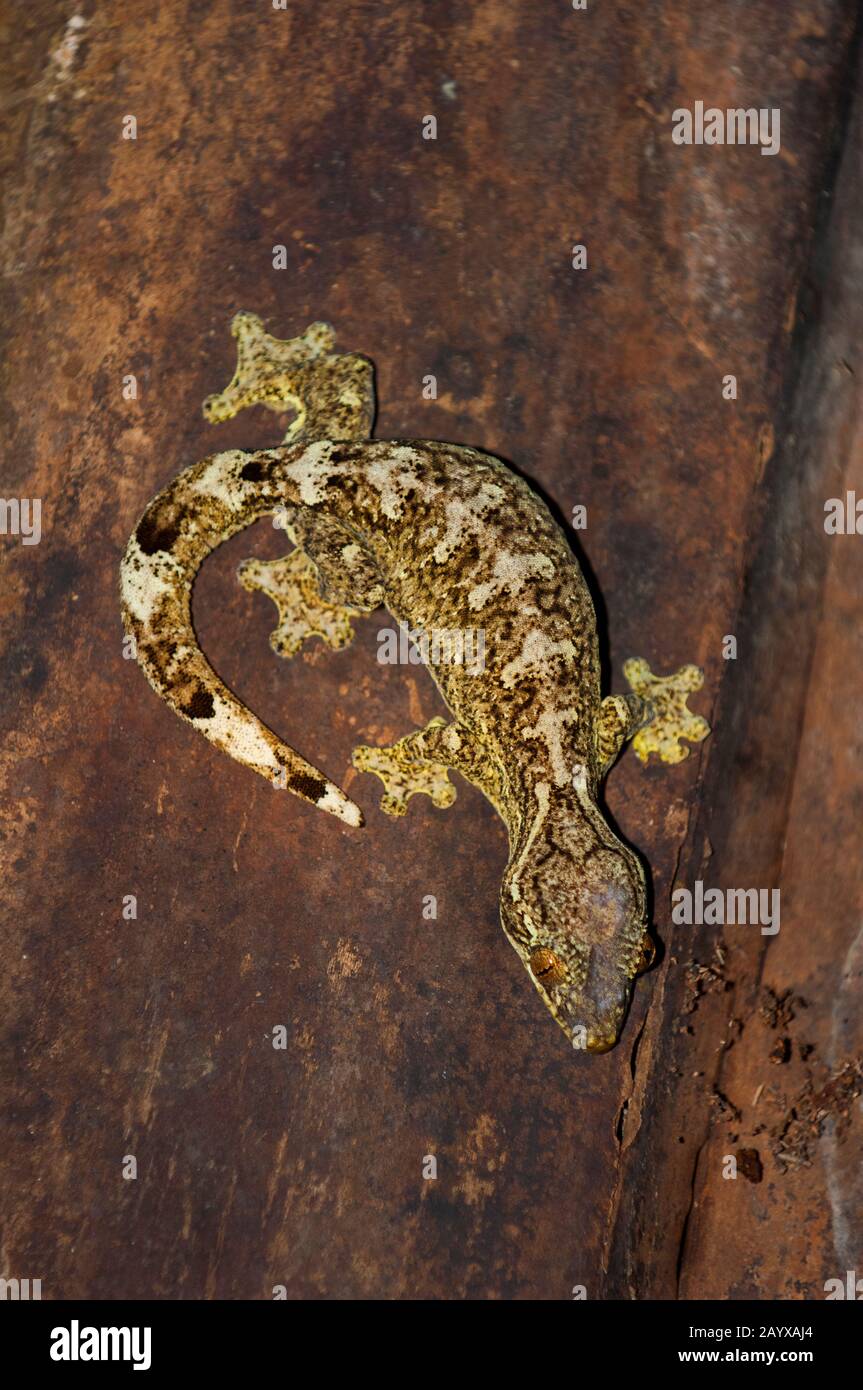 A gecko on a tree in the rainforest at night at the Maranon River in ...